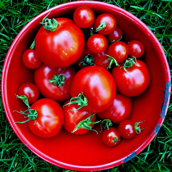 Homemade Ketchup From Vine Ripened Tomatoes · Faith Middleton's Food ...